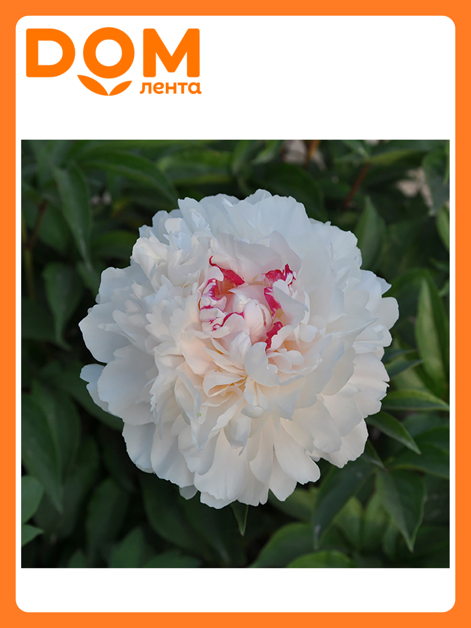 Саженец пиона 7Цветов "Поцелуй Невесты", многолетнее, лиственное