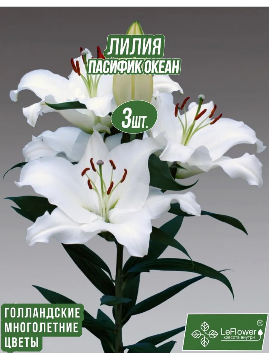 Лилия Луковица, Пасифик Осеан 3 шт