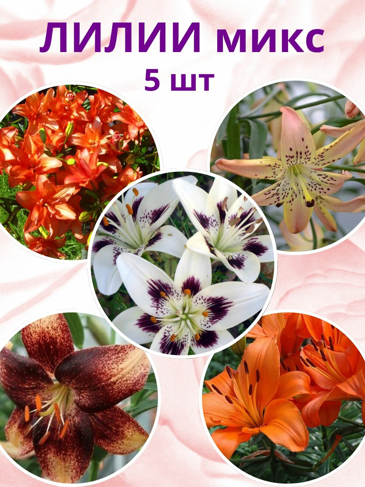Лилия луковицы, многолетние цветы для посадки, микс 5 штук