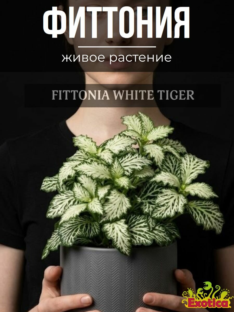 Фиттония Вайт Тигр (лат. Fittonia White Tiger) D8,5см, живой цветок