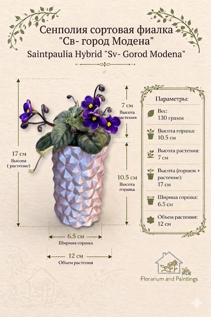 Домашнее растение /фиалка узамбарская семполия /город Модена/ будто небо в звездах /автополив