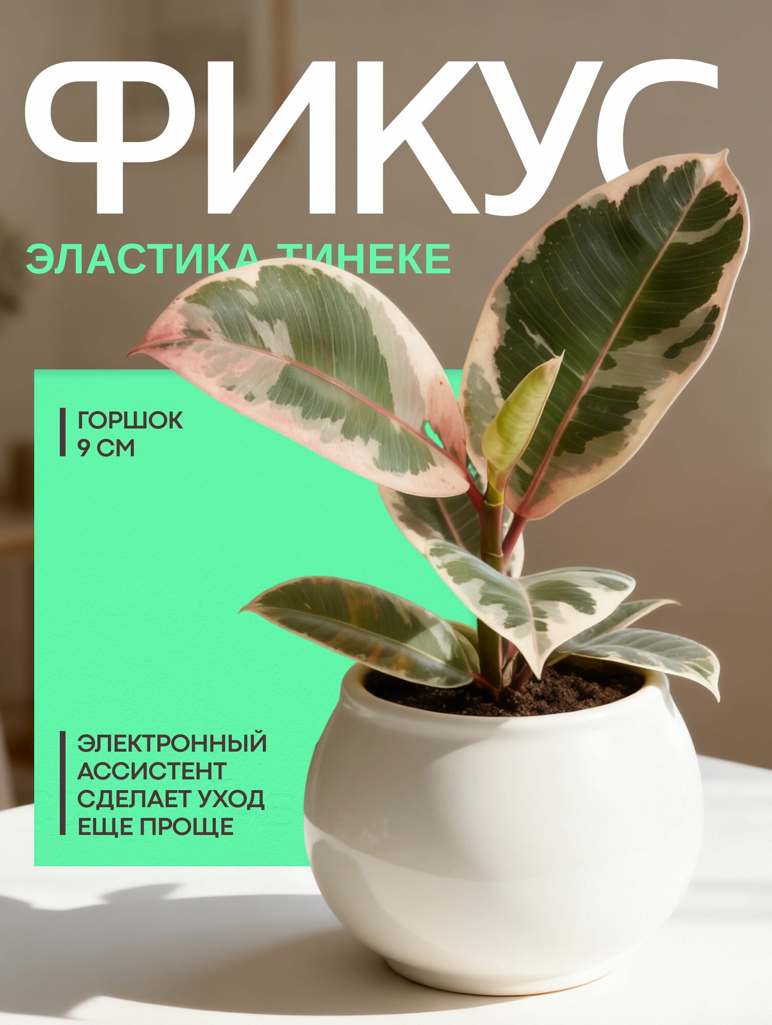 Фикус Эластика Тинеке живое комнатное растение