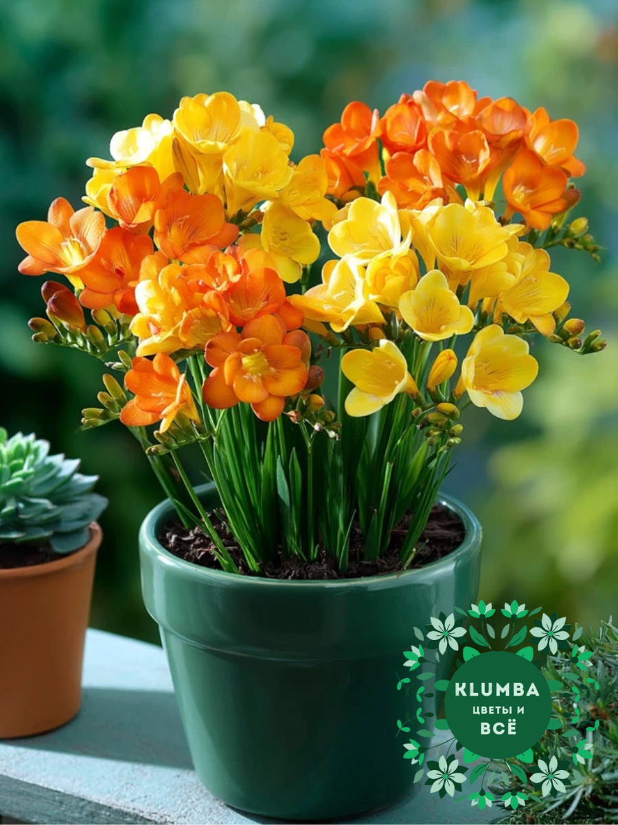 TWIN, Фрезии DOUBLE YELLOW 5шт/DOUBLE ORANGE 5шт ( 10 луковиц ), красный/белый