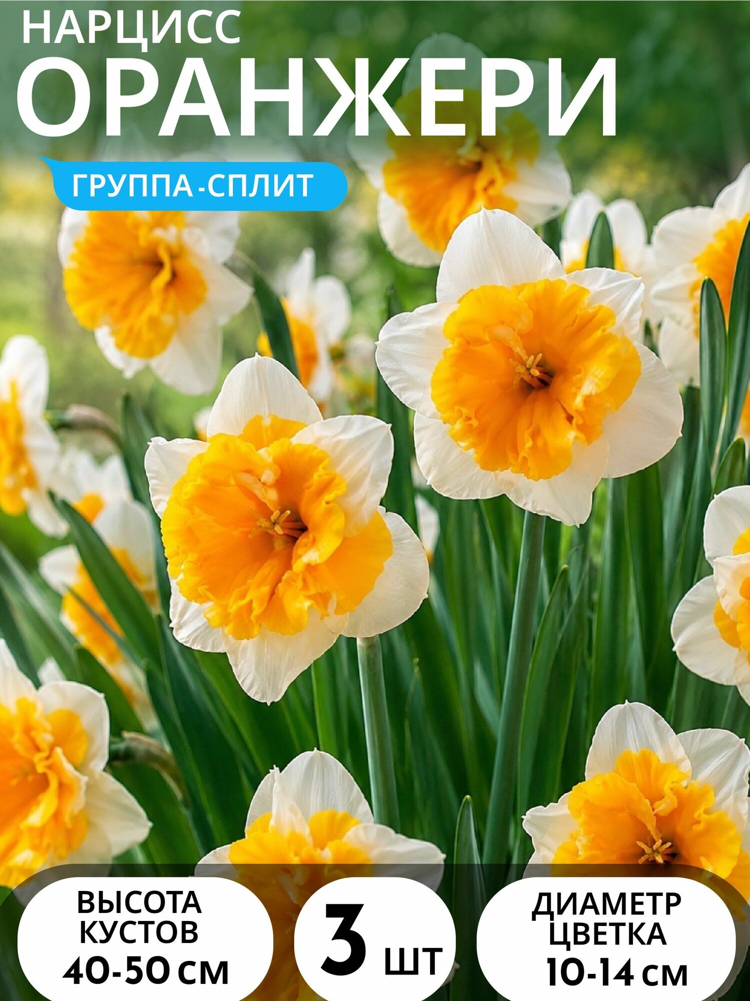 Нарцисс луковицы многолетние "Оранжери"