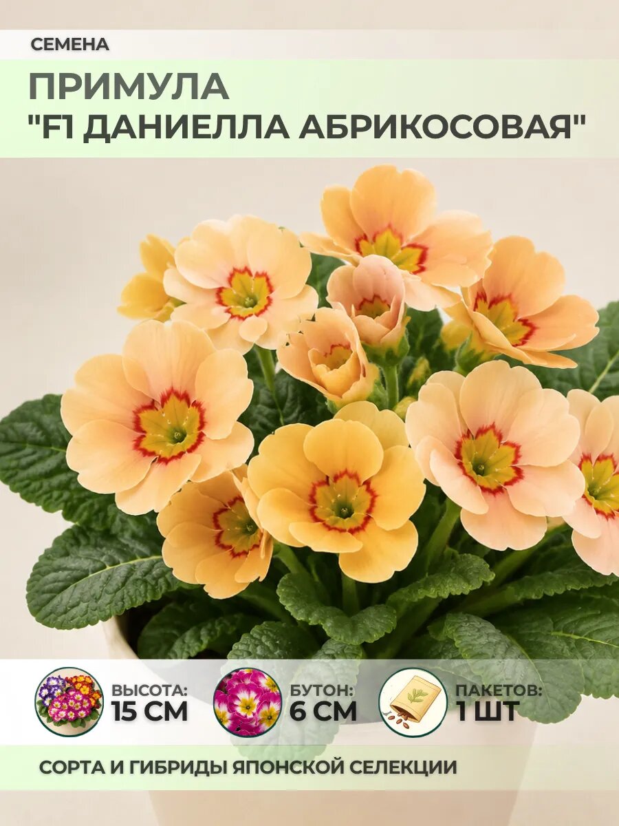 Примула "Даниелла абрикосовая" F1, крупные абрикосовые с тёмной каймой цветки, 1 упаковка, 5 шт. семян.