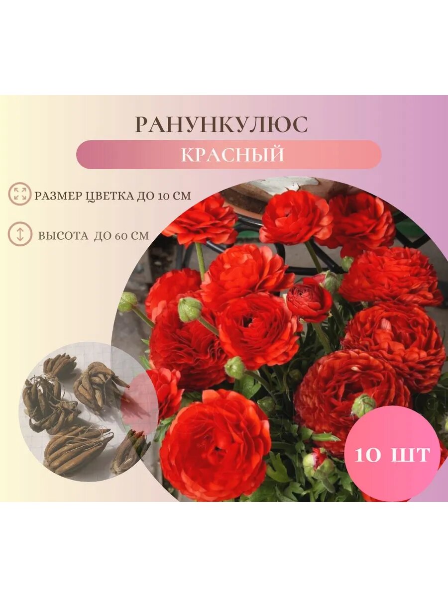 Ранункулюс красный 10 шт