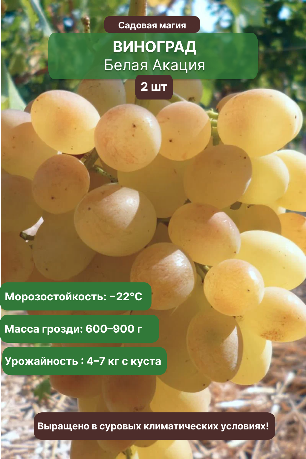 Виноград Белая Акация / 2 шт, раннеспелый, крупноплодный, столовый сорт