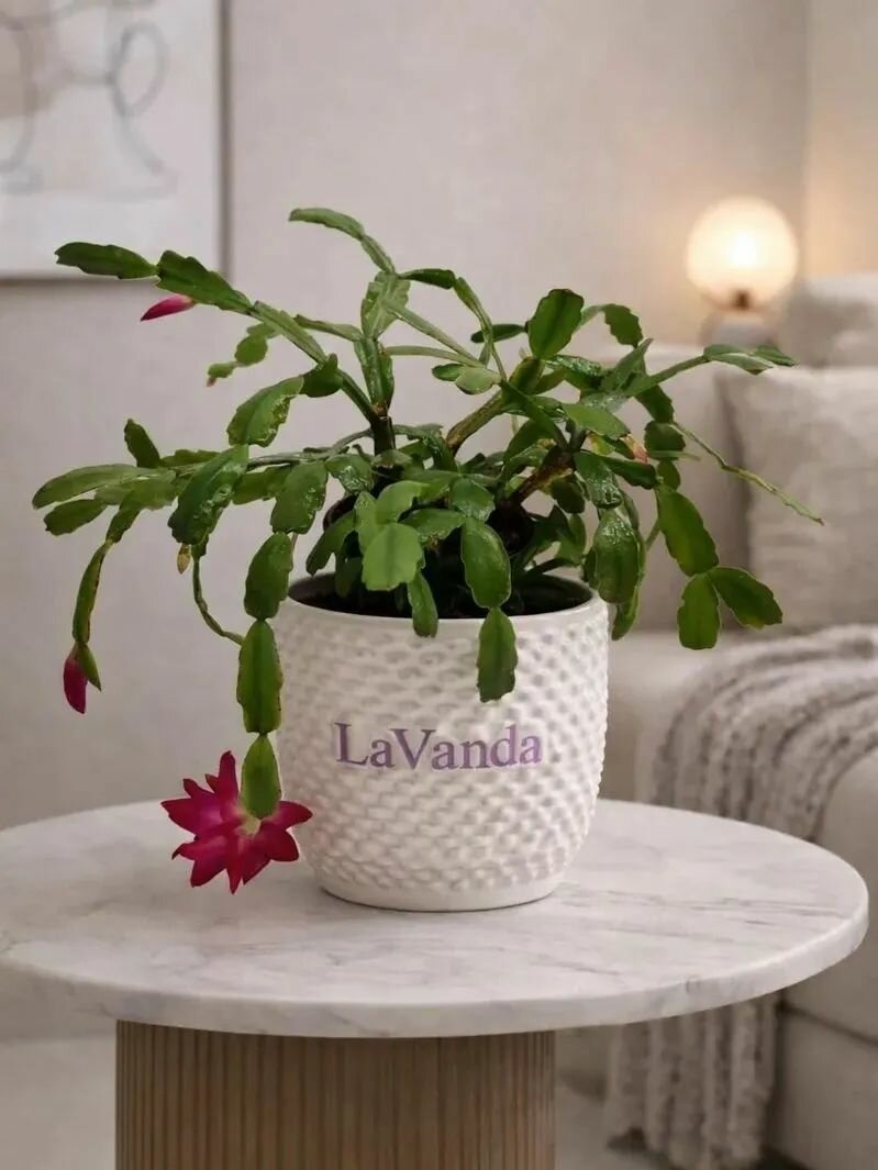 Декабрист (Шлюмбергера усечённая) Живое комнатное растение в горшке. Цветущий рождественский кактус