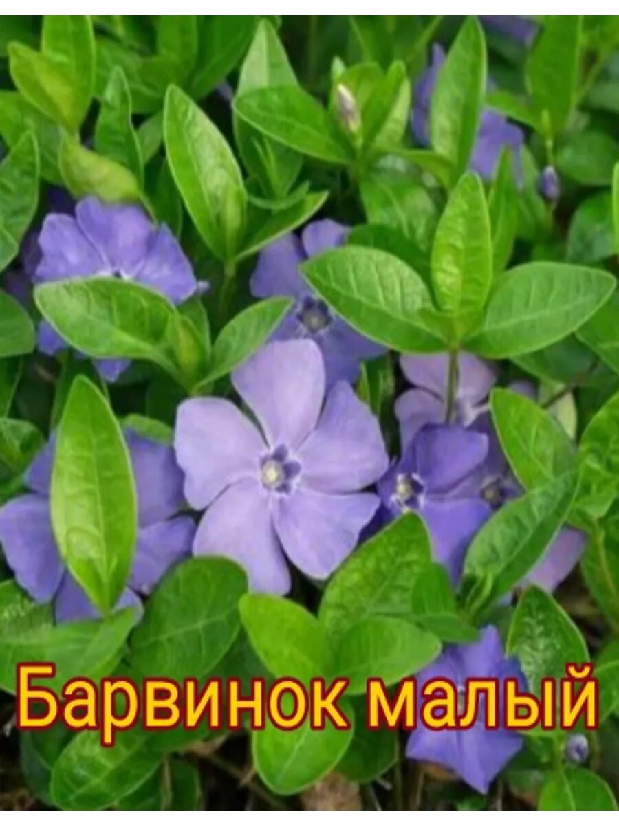 Барвинок малый зелёный