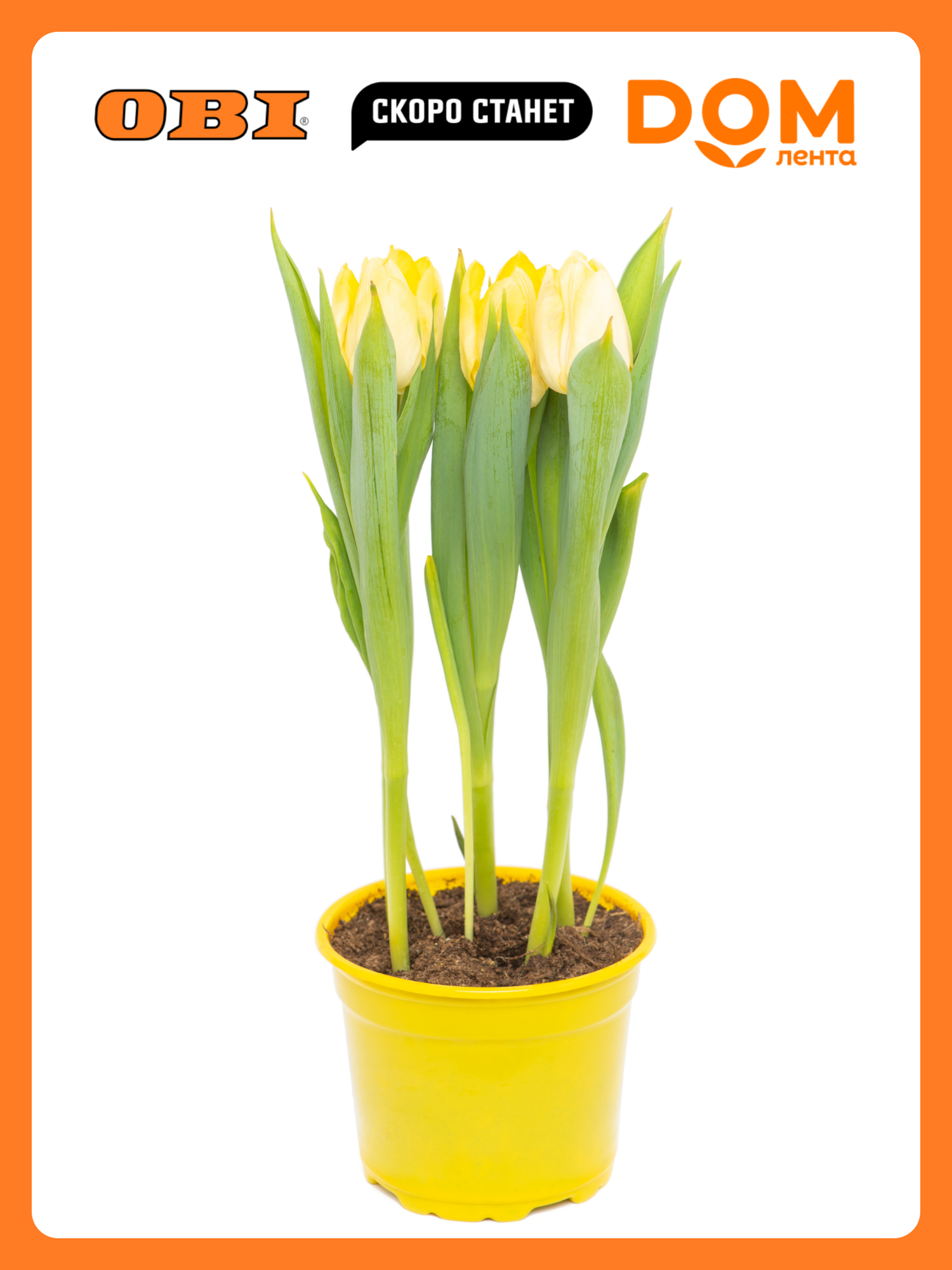 Растение Тюльпаны Тепличный Комбинат 5 луковиц D12 H30 в ассортименте