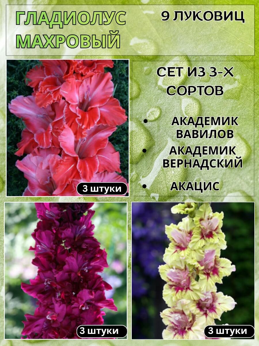Гладиолусы, сет из 3-х сортов, 9 луковиц