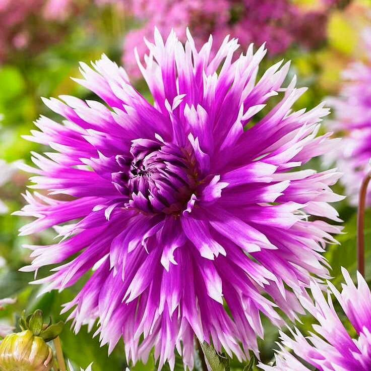 Георгина Тейбл Дансер (1 клубень), Нидерланды