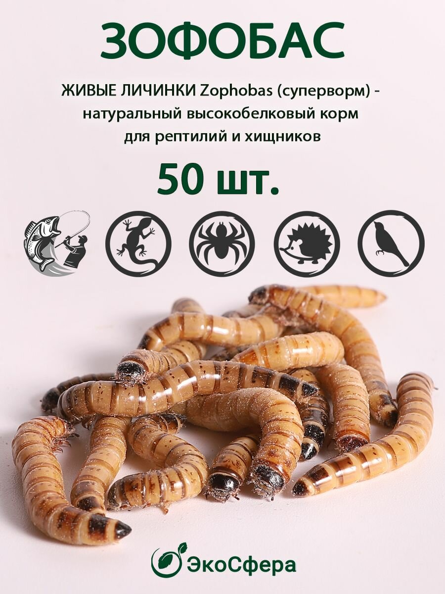 Зофобас (живой) 50 штук