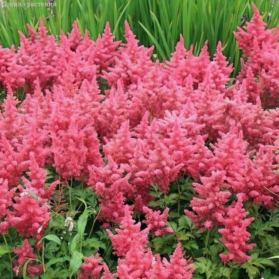 Астильба японская Кобленз (1 корневище в пакете с торфом), Нидерланды