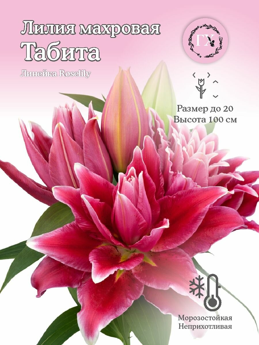 Роузлилии (махровые) Табита (1 луковица)