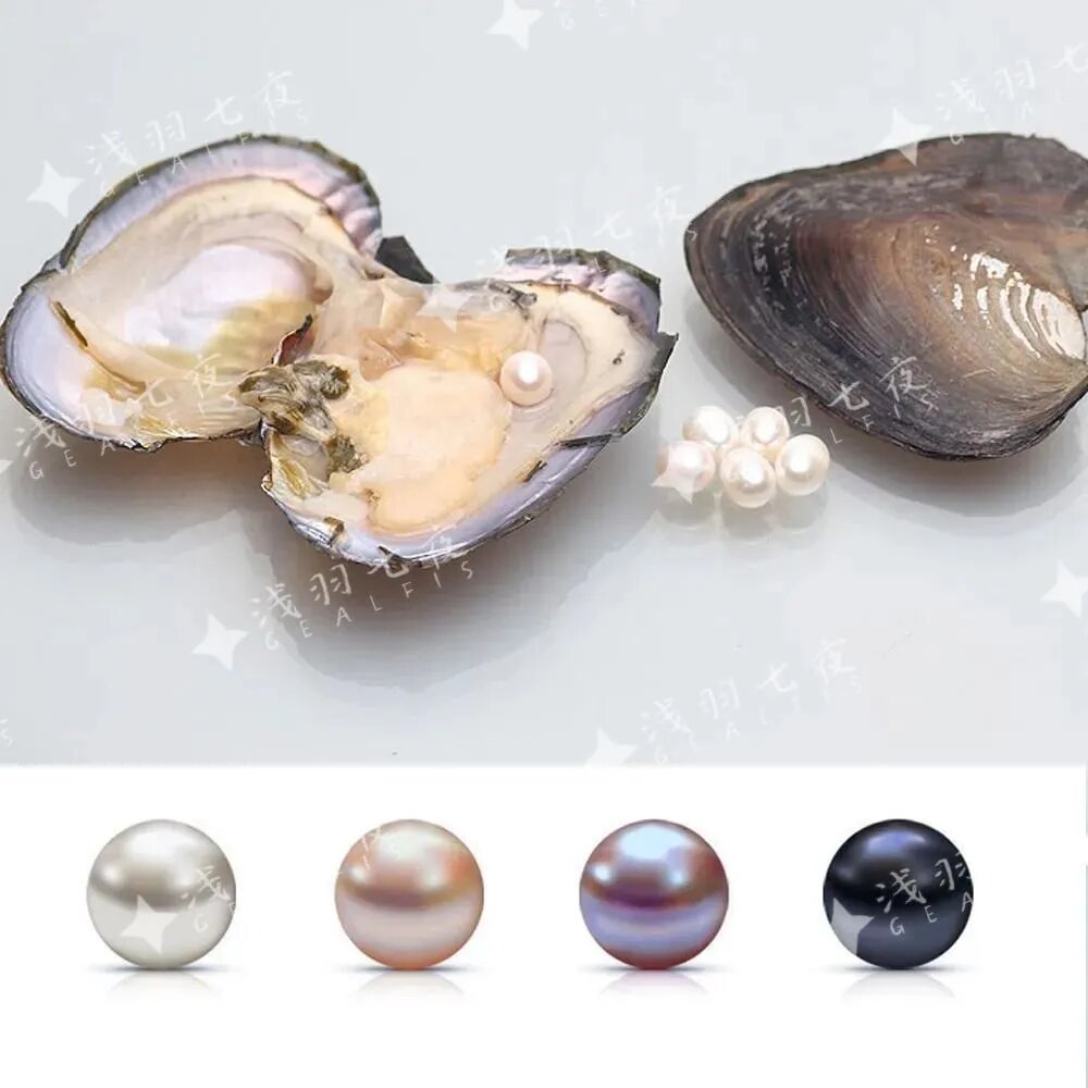2025 Жемчуг в ракушке речной культивированный / вакуум - натуральный перламутр, для аквариума