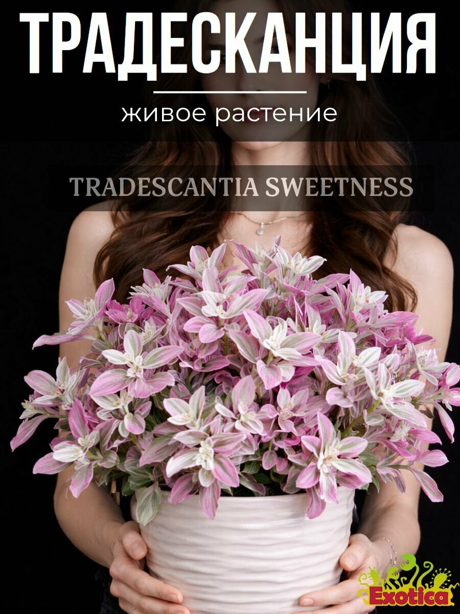 Традесканция Свитнесс (Tradescantia Sweetness) D6см, живой цветок