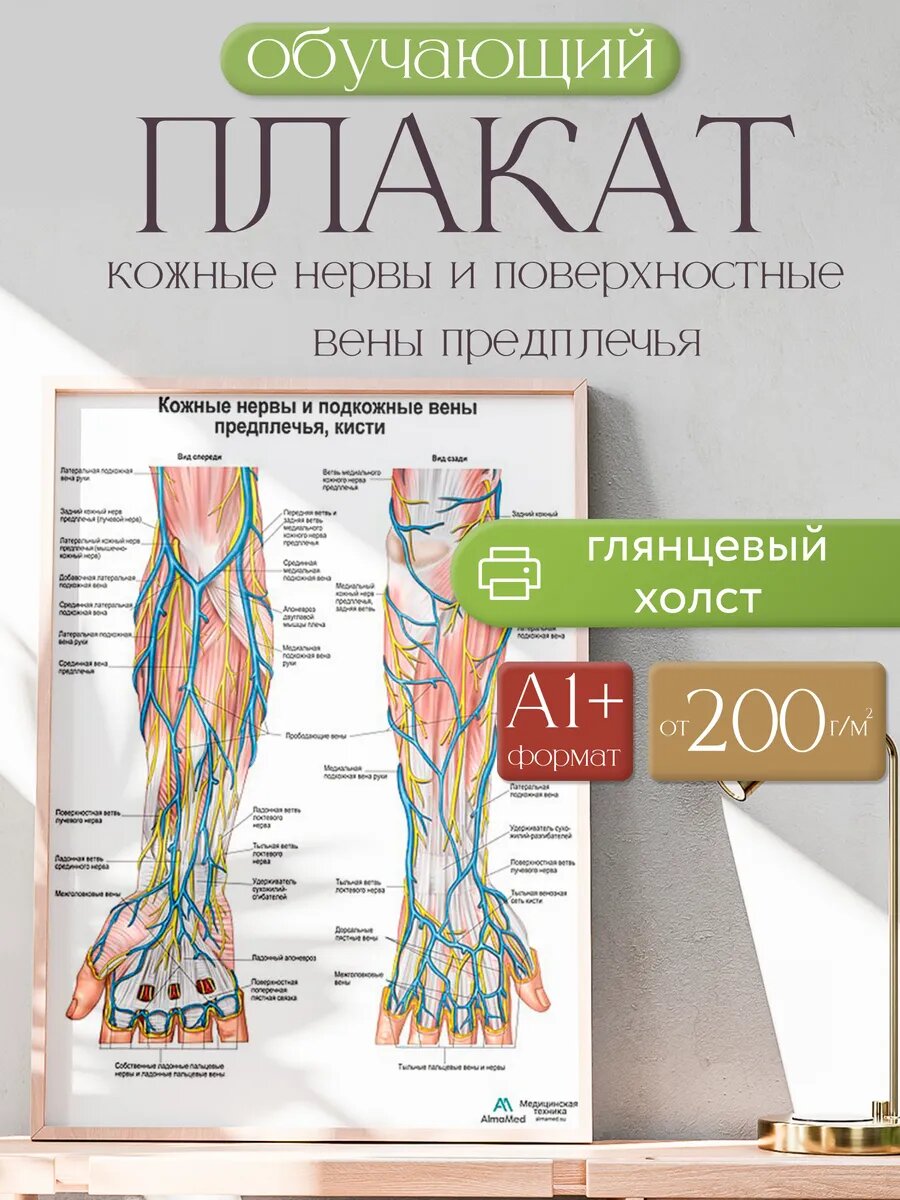 Кожные нервы и поверхностные вены предплечья, плакат А1+, глянцевый холст от 200г/м2