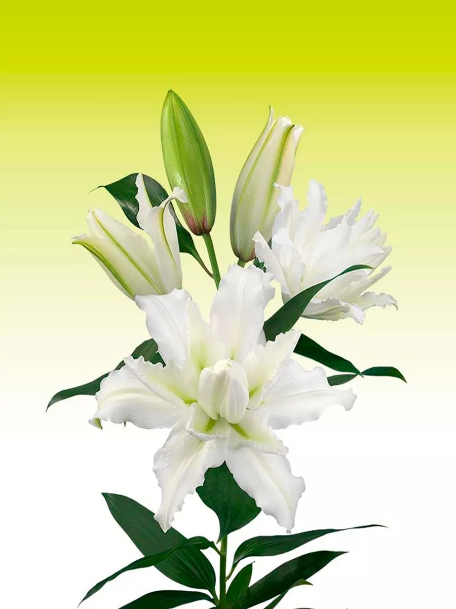 Лилия Roselily Eleonora 1 шт