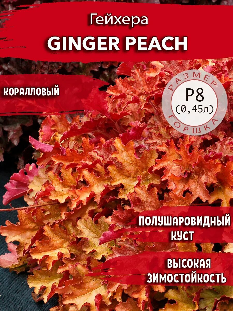 Гейхера Ginger Peach