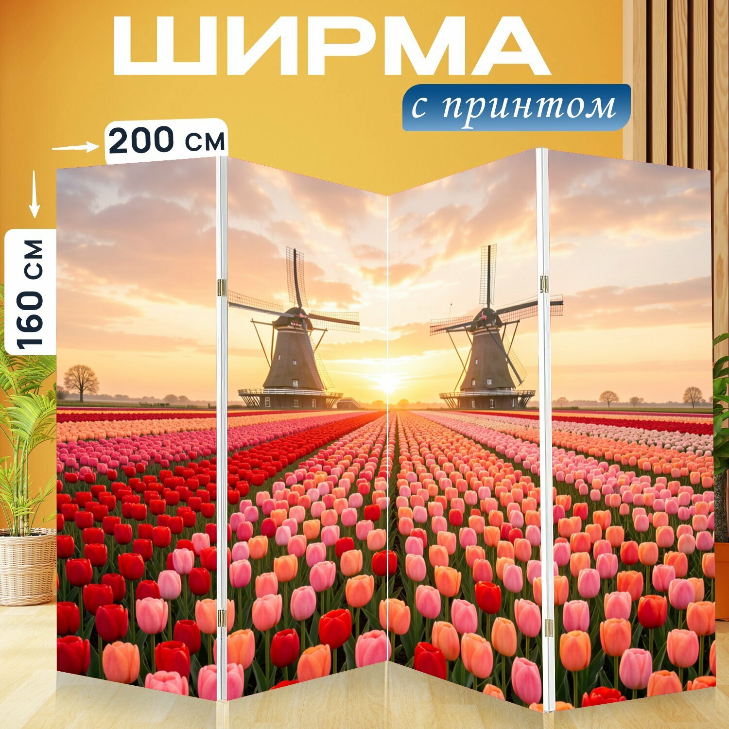 Ширма "Тюльпаны и ветряные мельницы. Бескрайнее цветочное поле с яркими бутонами в красных, розовых и." перегородка для зонирования комнаты с принтом 200x160 см. на холсте