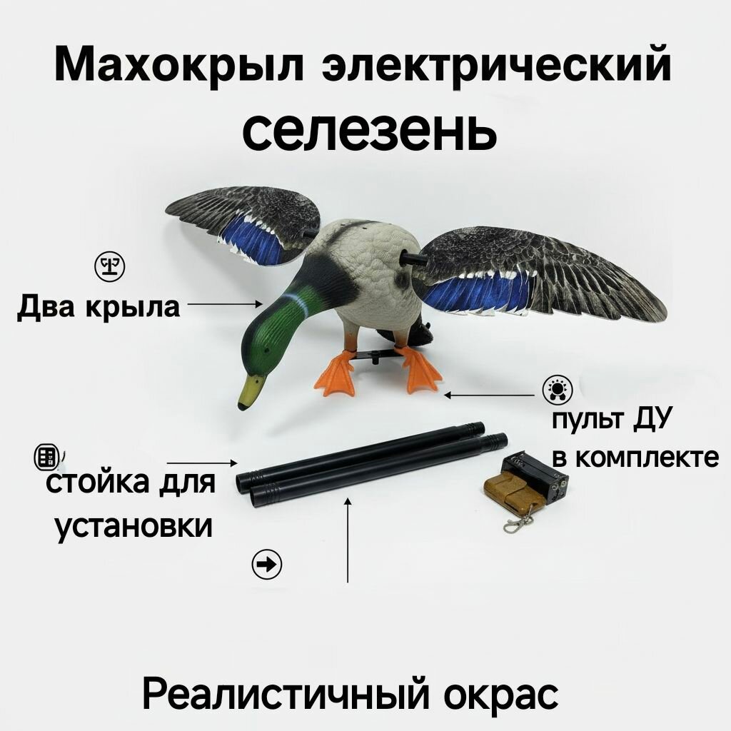 Махокрыл электрический селезень