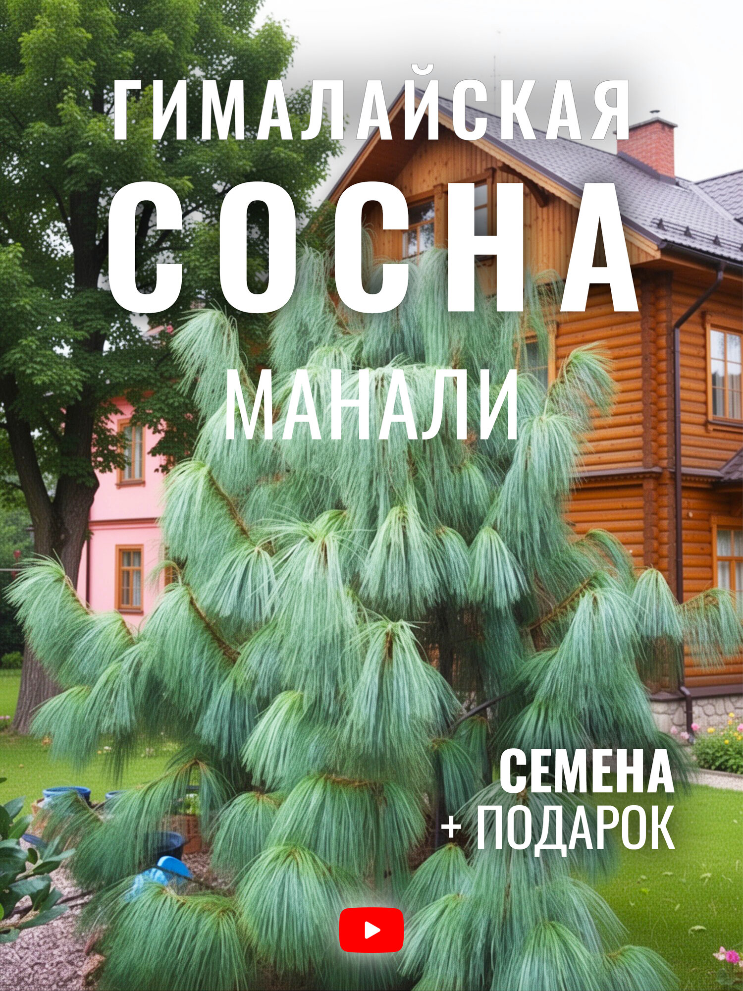 Сосна Гималайская Манали, Семена, 10 шт, семена хвойных растений