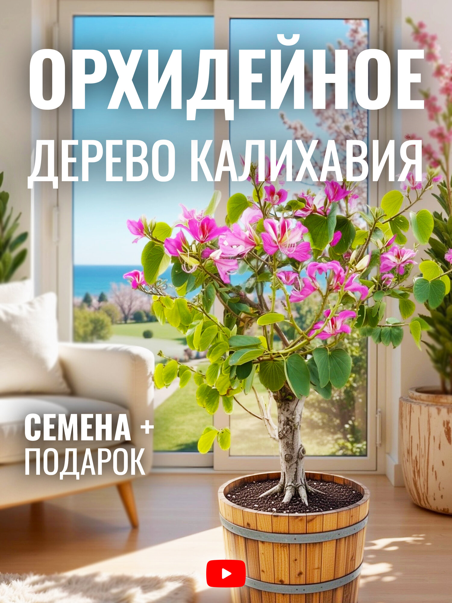 Орхидейное дерево Калихавия (Баухиния), Семена, 5 шт, семена экзотических растений