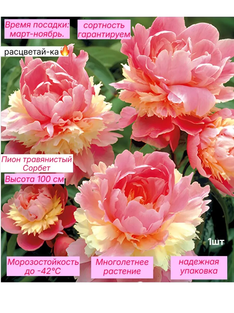 Пион травянистый Сорбет многолетний