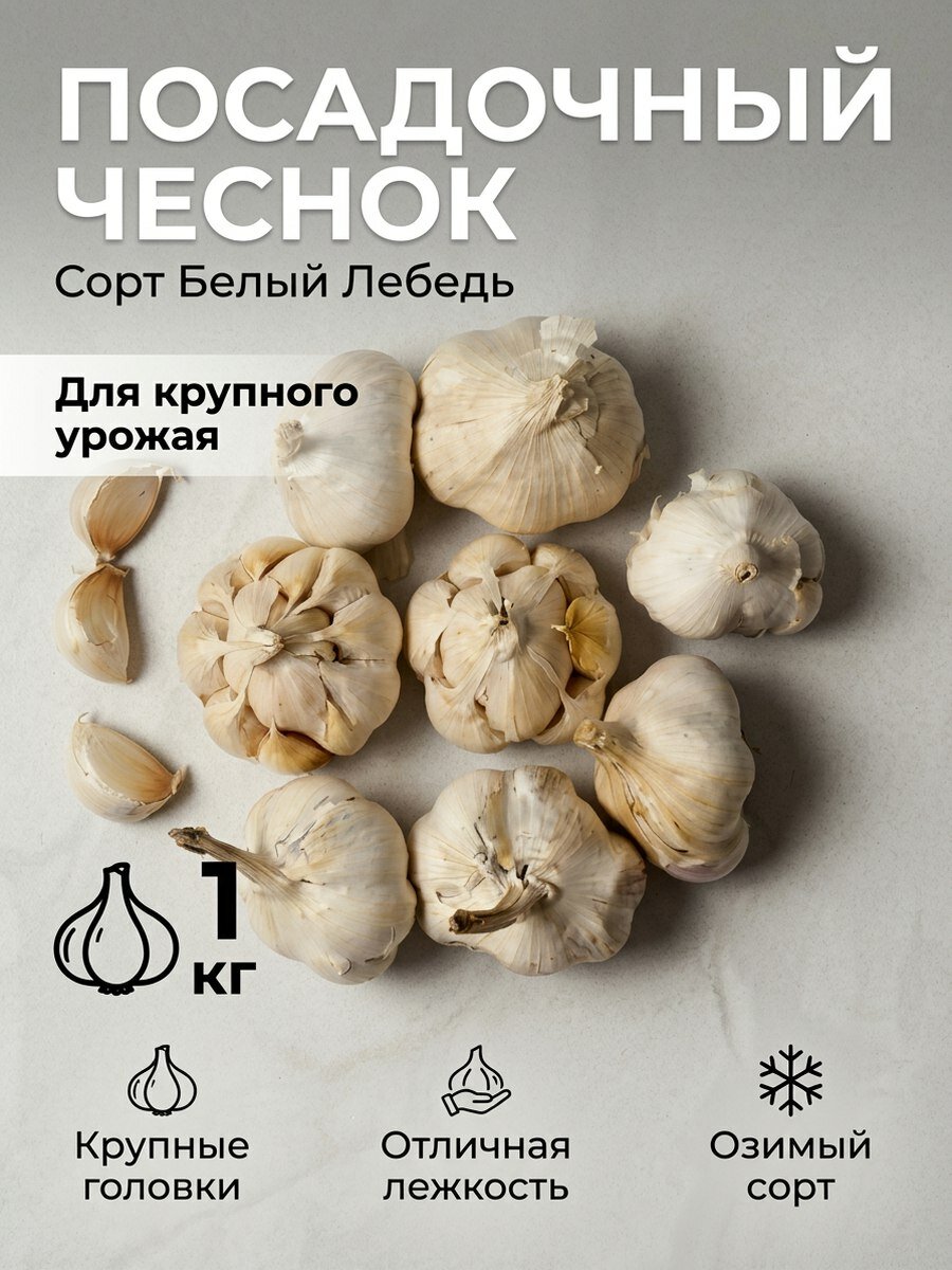 Чеснок озимый Белый лебедь 1 кг для посадки / Нестрелкующийся сорт с белыми крупными головками / Острый вкус, для консервирования / Посадочный материал из отборных зубков