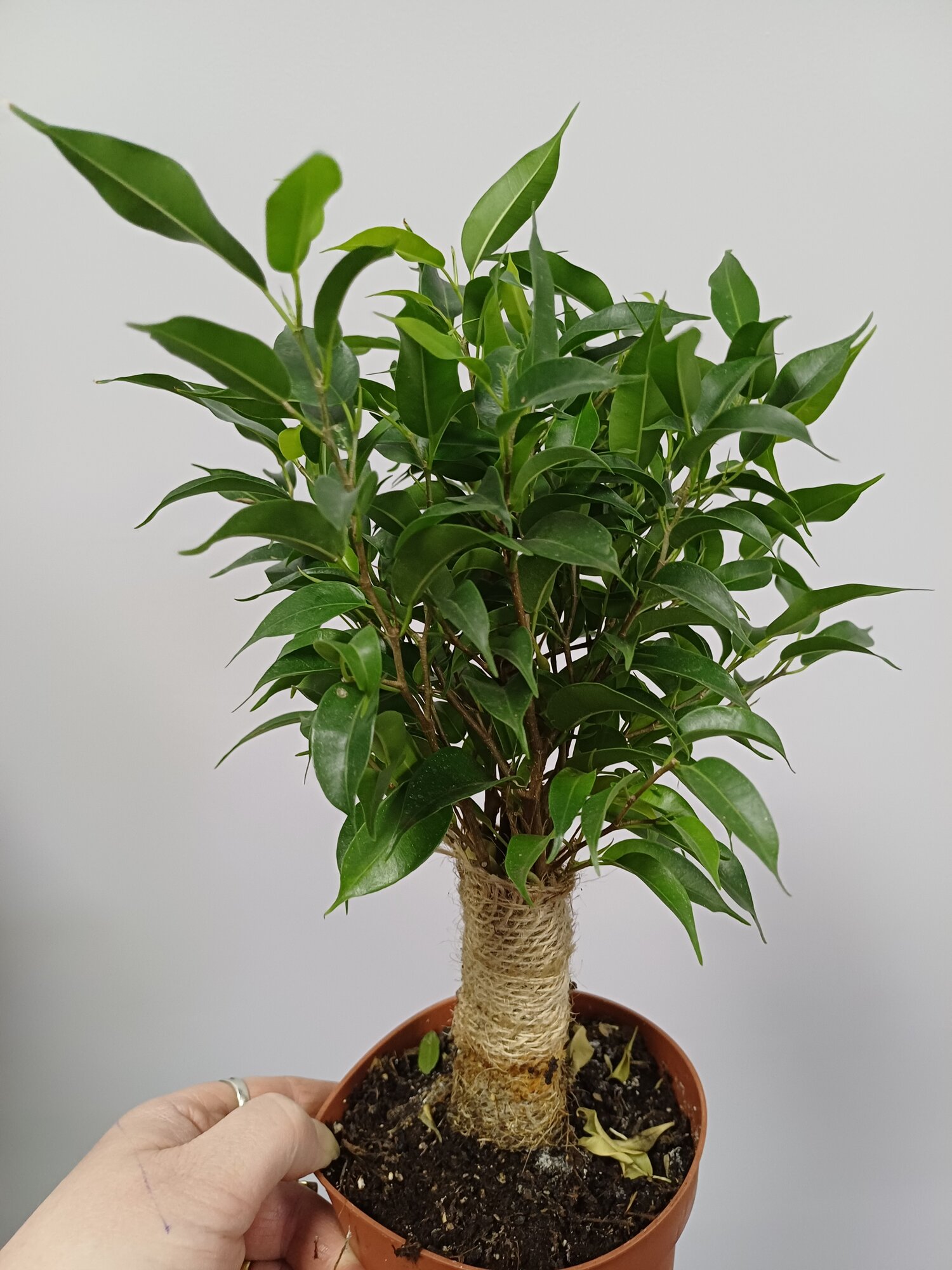 Фикус бенджамина