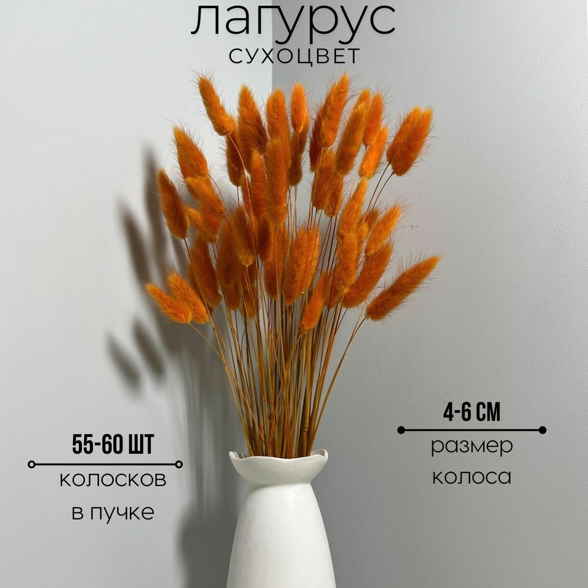 EVA florist Сухоцветы Лагурус, 55 см, 60 шт