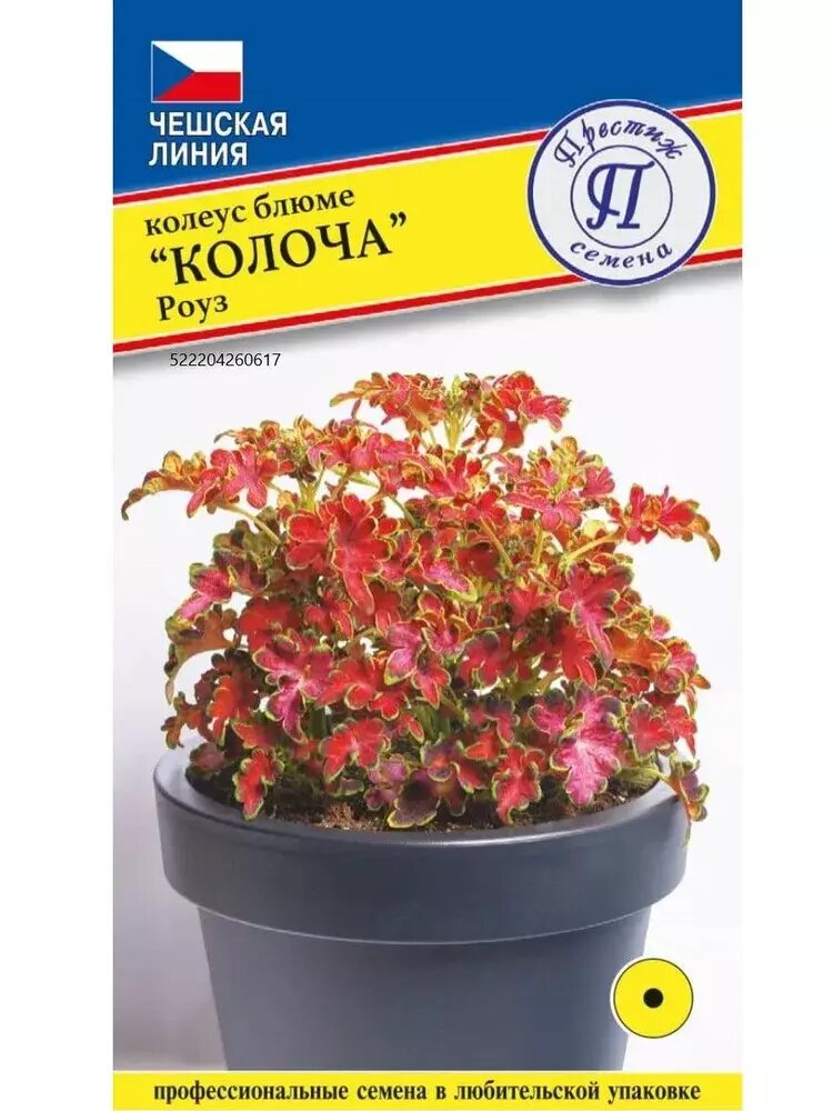 Семена Колеуса "Колоча Роуз", экзотический вид, 5 шт, Престиж