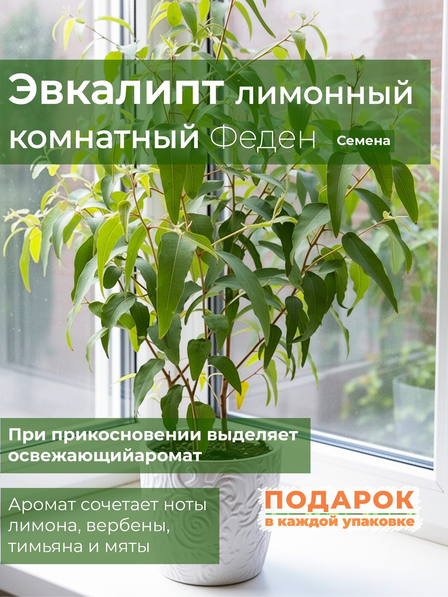 Эвкалипт лимонный комнатный Феден, Семена, 10 шт, семена комнатных ароматных растений