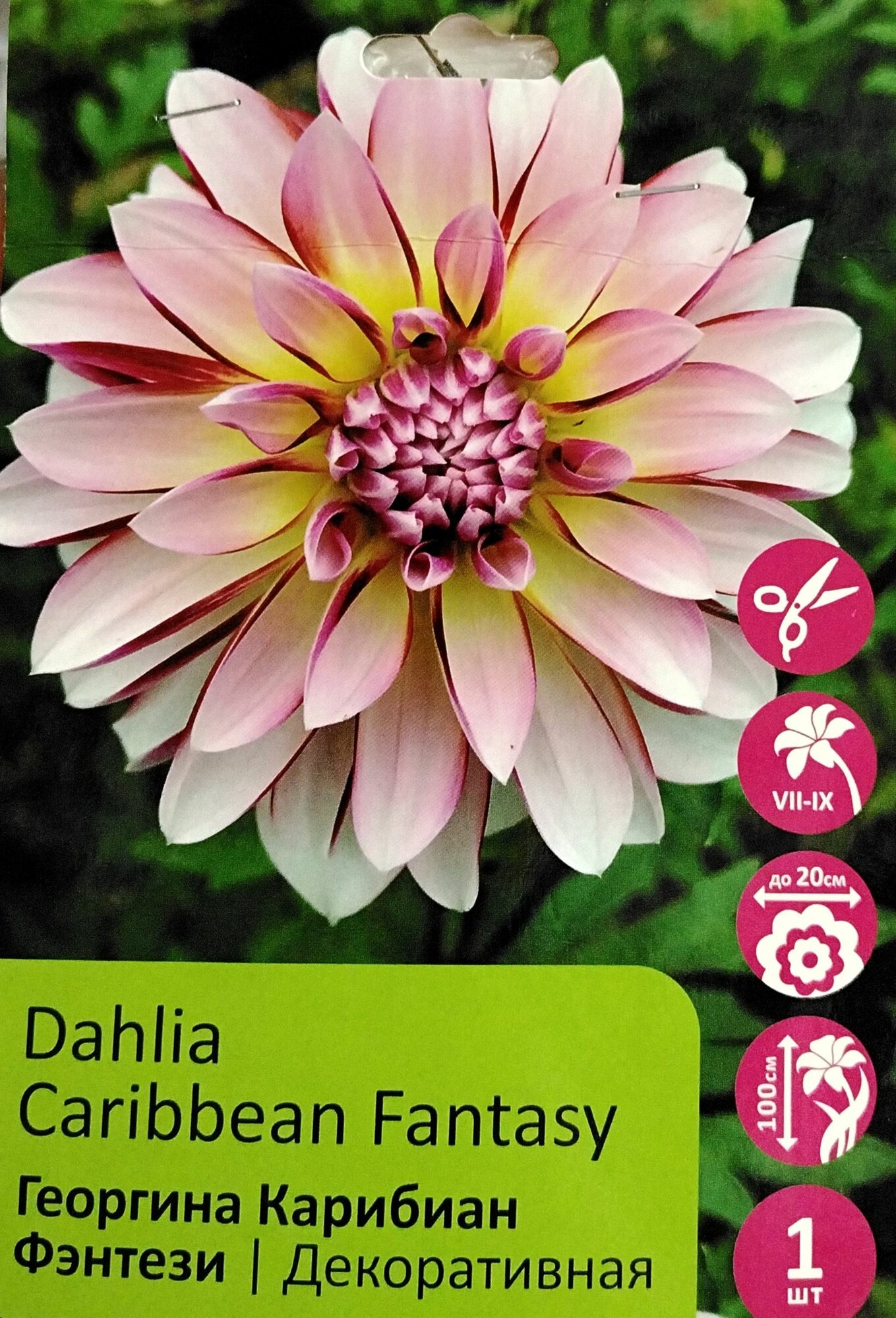 Георгина "Карибиан Фэнтэзи" Декоративная