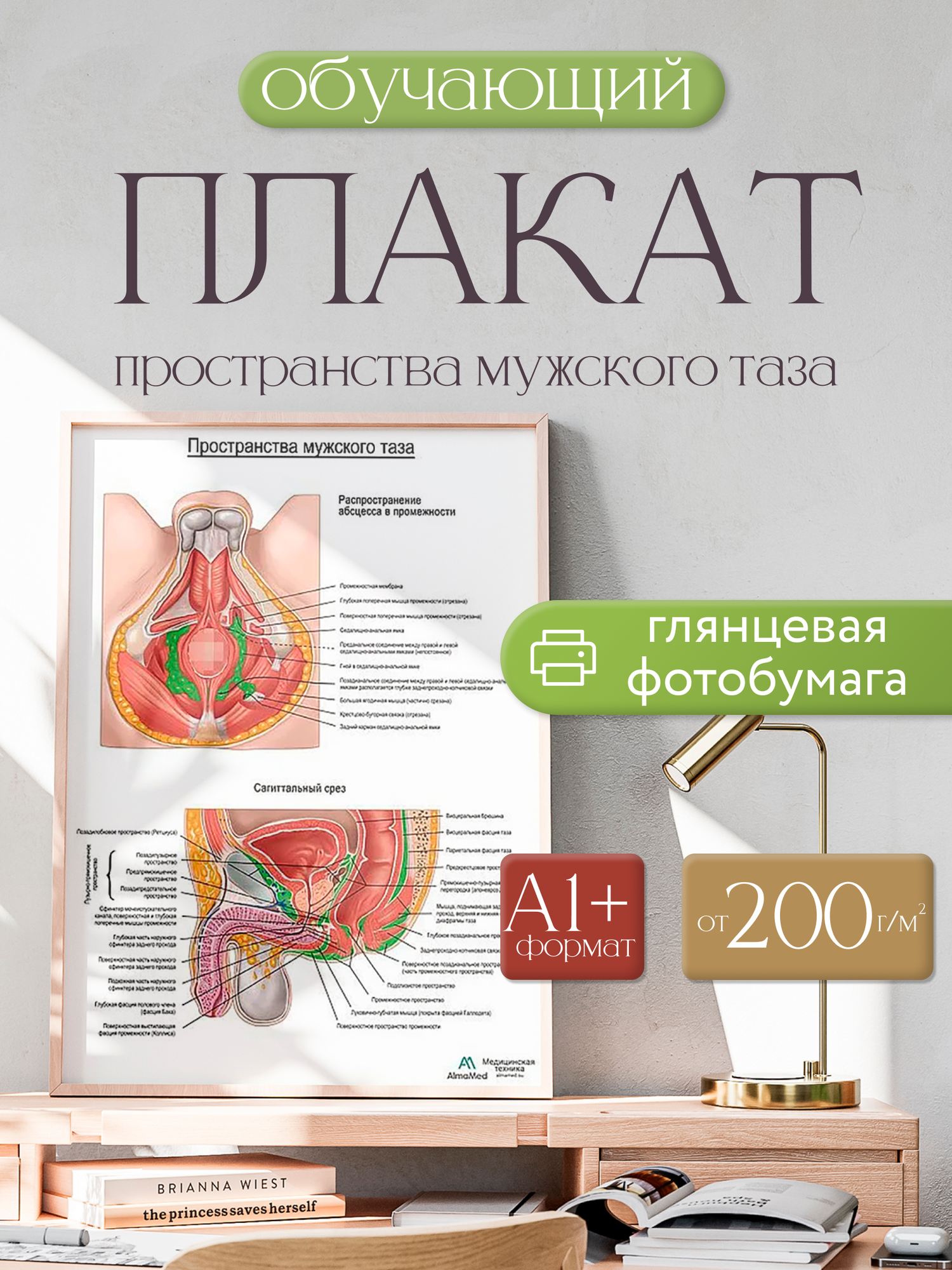 Обучающий плакат "Пространства мужского таза", размер А1+, глянцевая фотобумага от 200г/м2