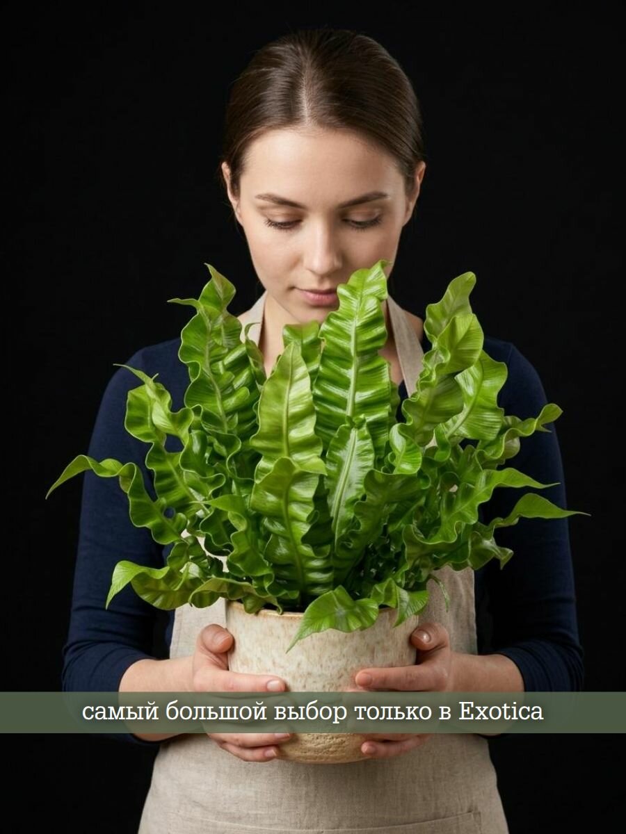 Асплениум Криспи Вейв (Asplenium Crispy Wave) D6см, домашний цветок — фото 1
