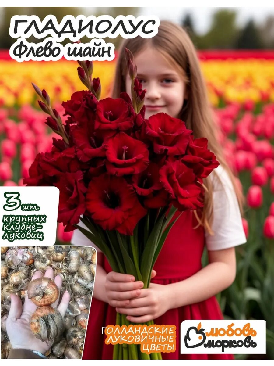 Гладиолус Луковица, Флево шайн крупные, 3шт