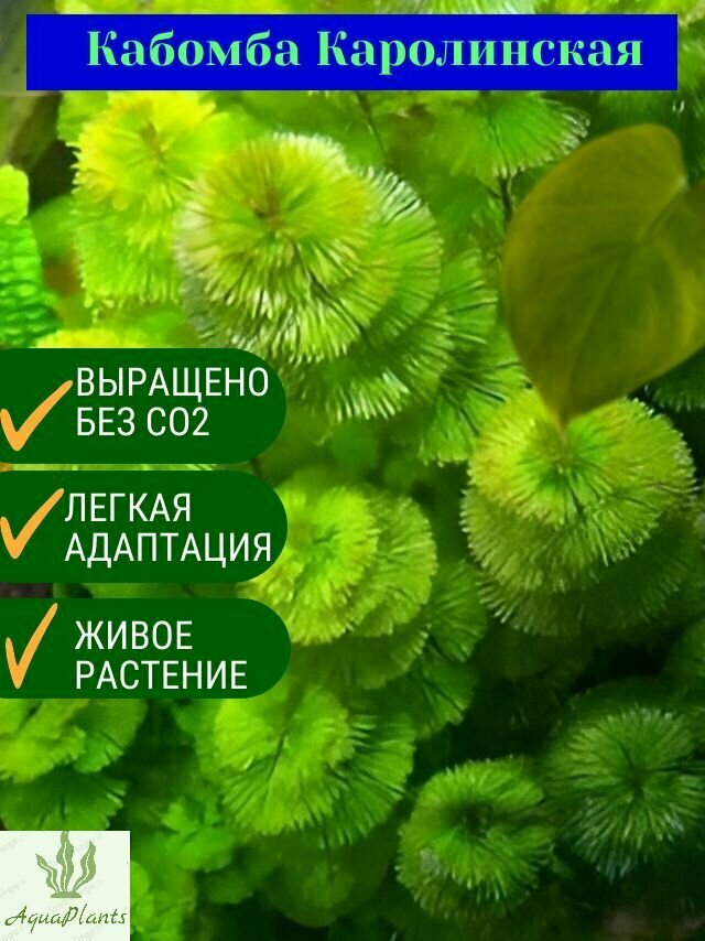 Кабомба. Живое аквариумное растение