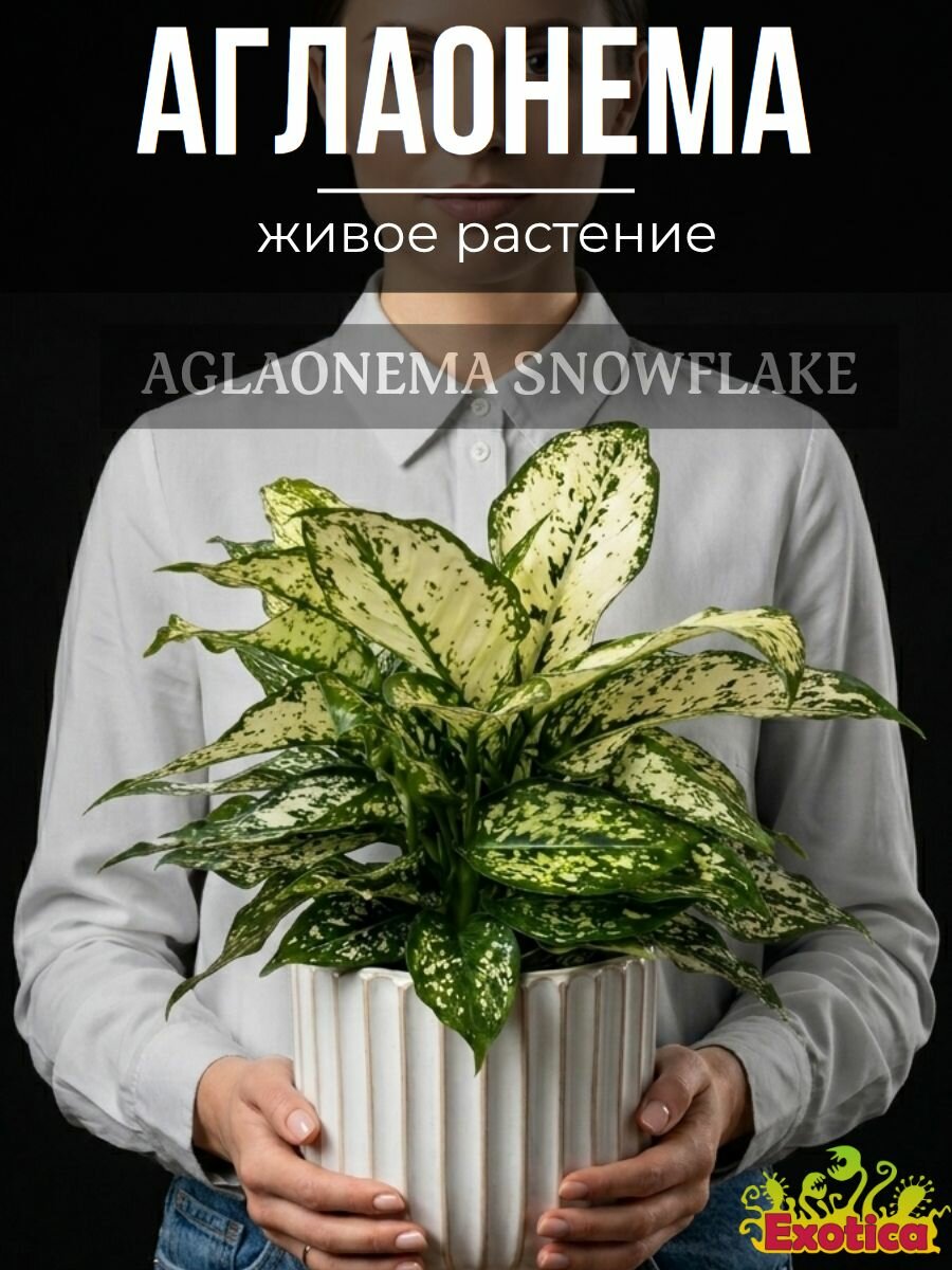 Аглаонема Сноуфлейк (Aglaonema Snowflake) D6см, домашнее растение