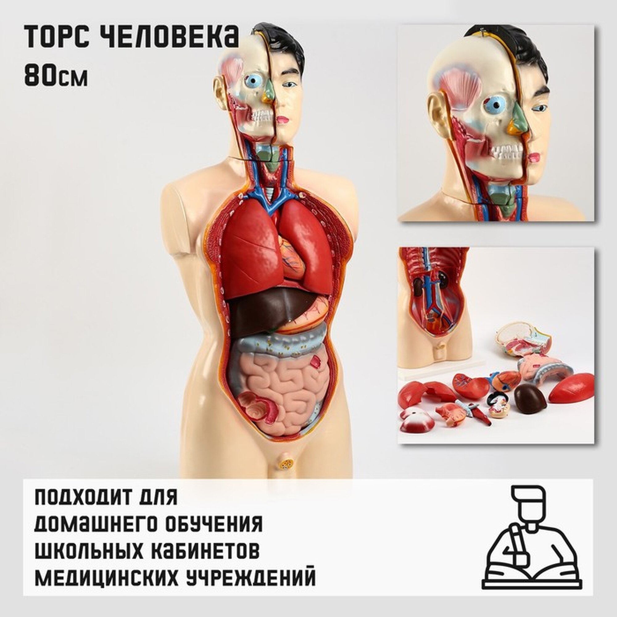 Анатомическая модель «Макет торса человека», 80 см, разноцветный
