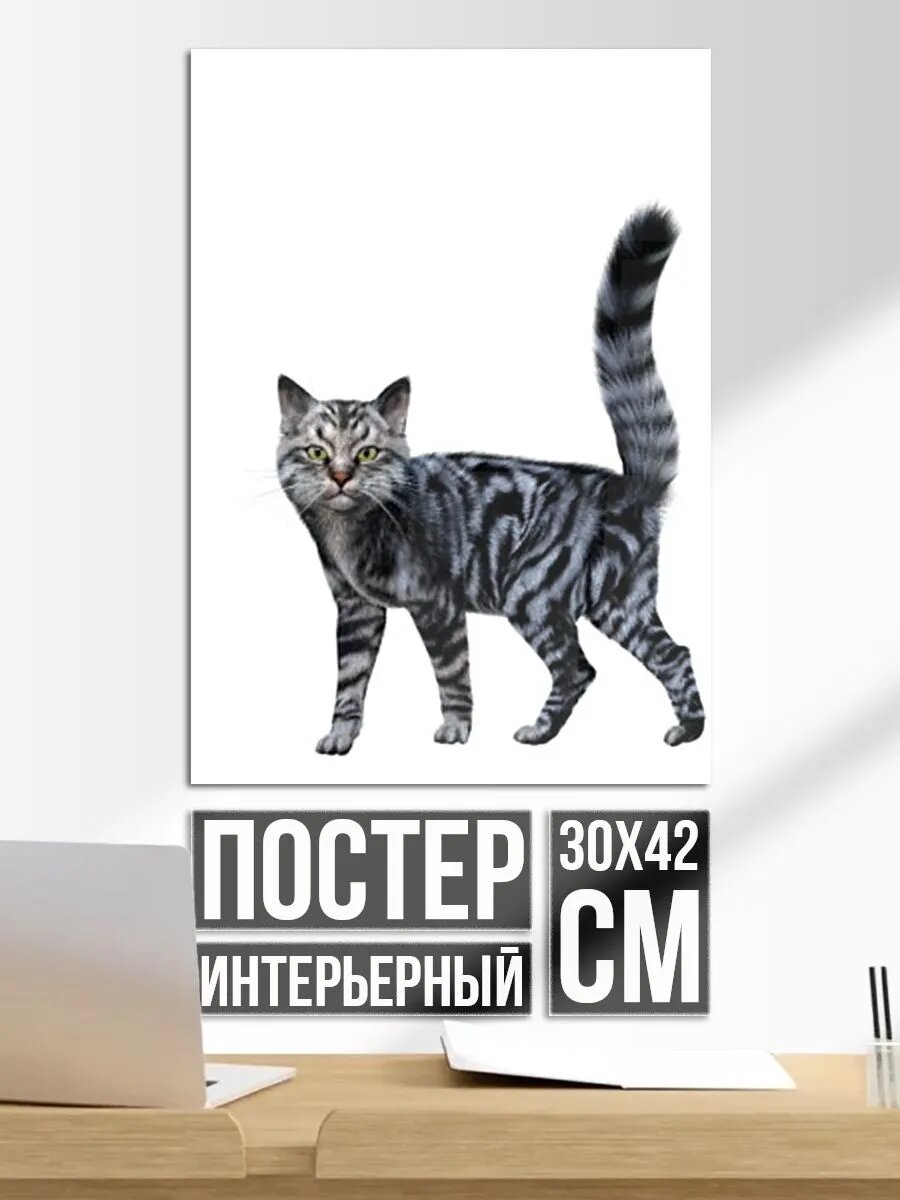 Постер на стену Гордый сибирский кот