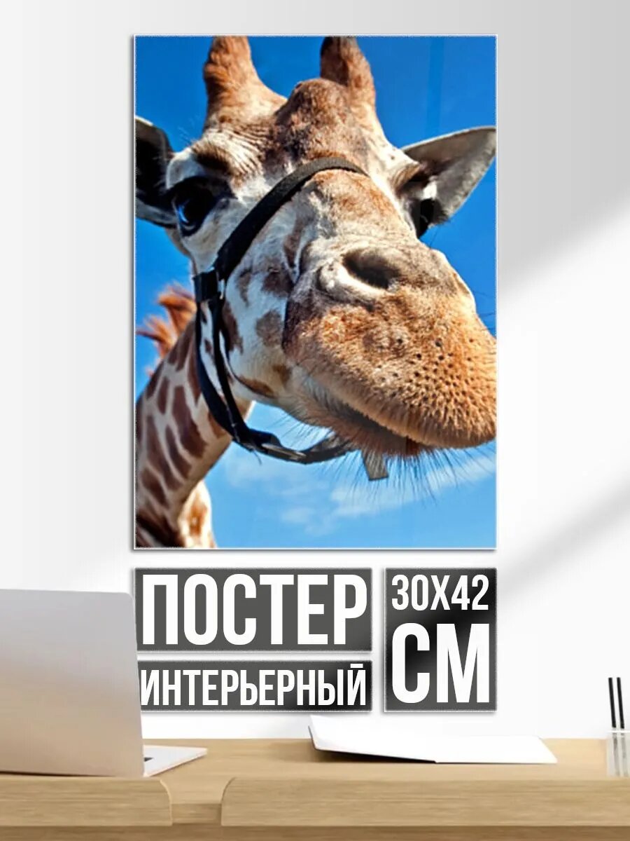 Постер на стену Прикольный жираф