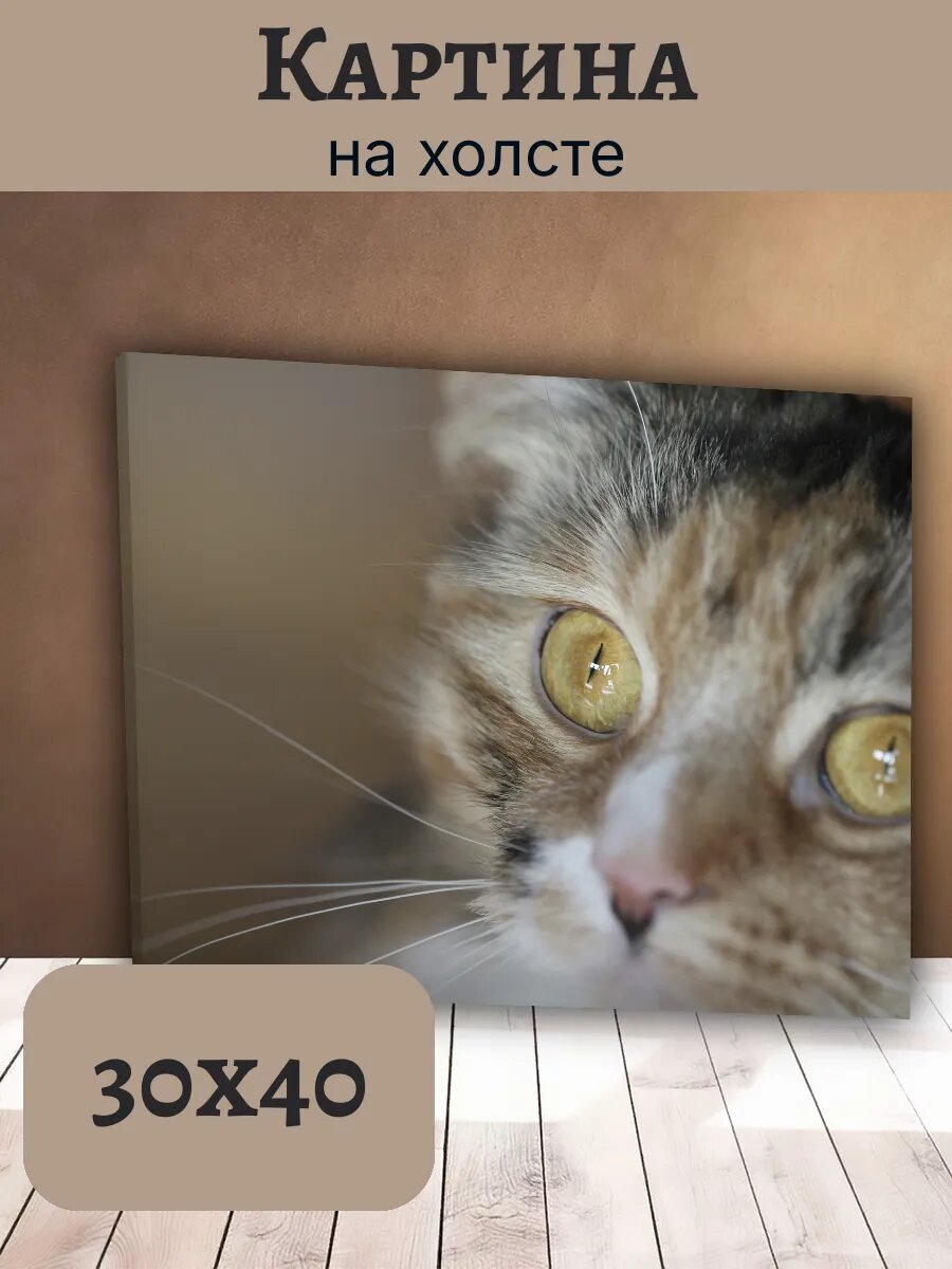 Картина Кот Кошка Cat 30x40 полосатый тигровый окрас