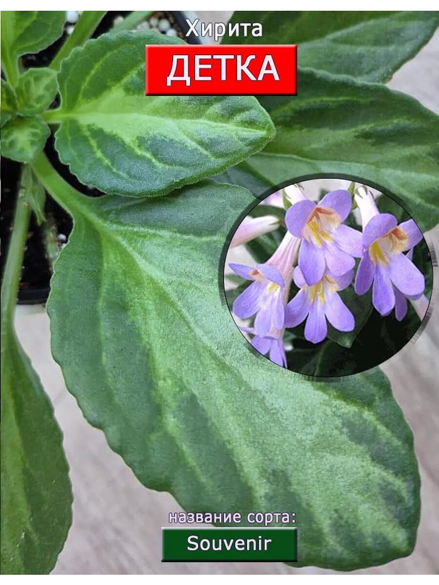 Примулина (хирита) сорт Sinensis Souvenir детка