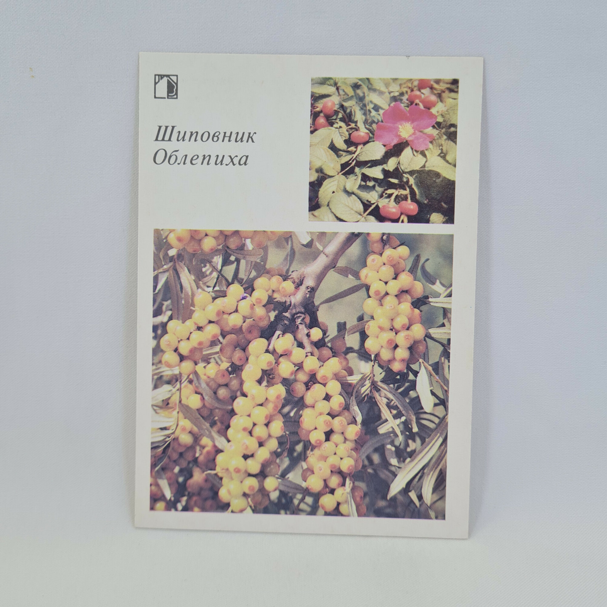 Открытка советская СССР. Шиповник и облепиха, ягоды и цветы. Винтаж коллекционный ботанический сюжет