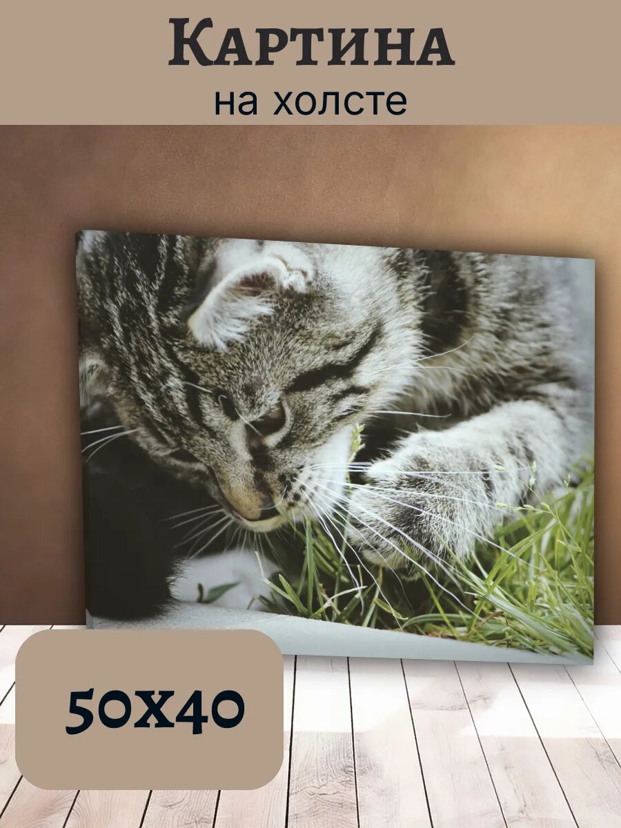 Картина Кот Кошка Cat 40x50 серый полосатый в траве