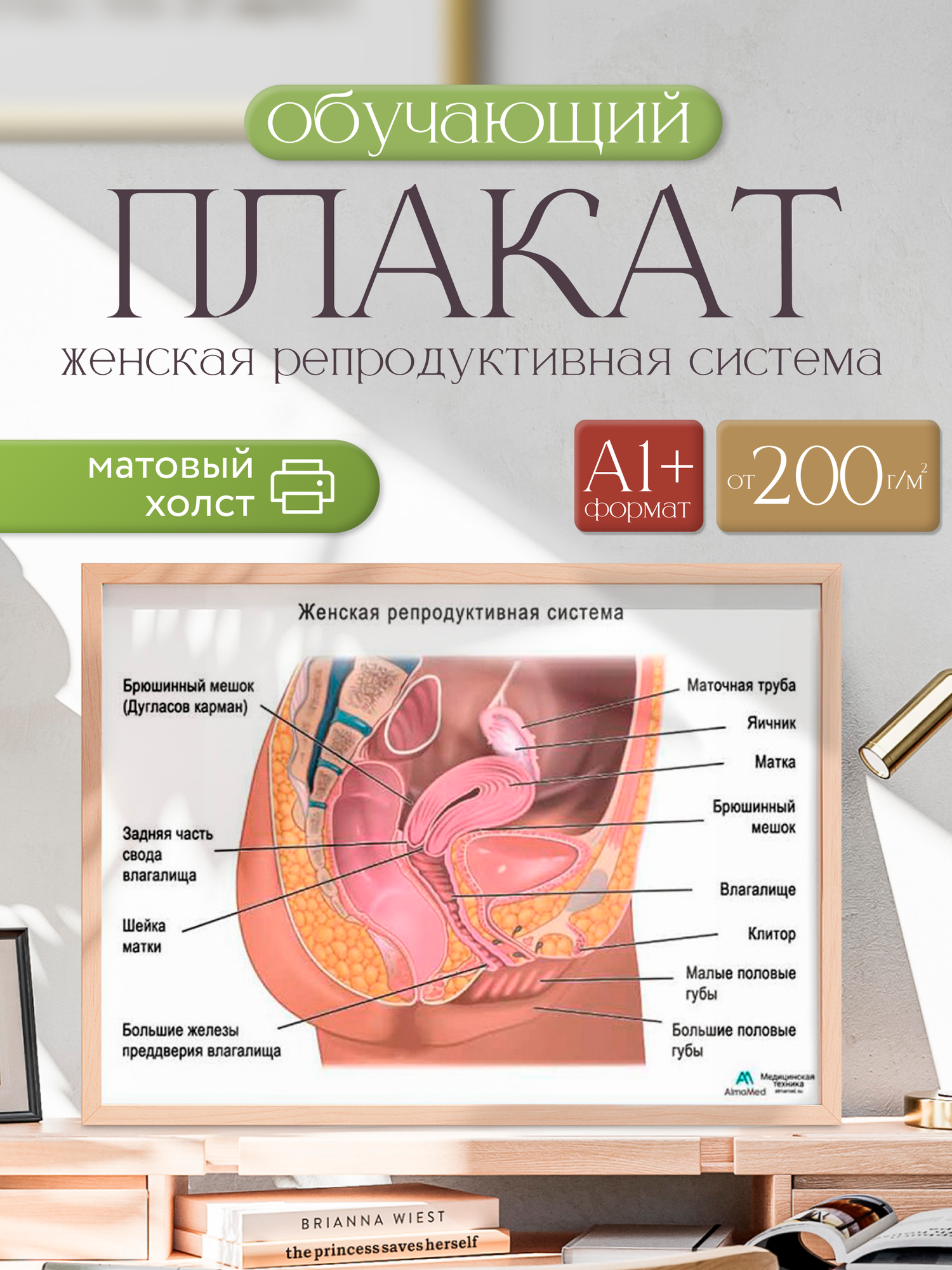 Женская репродуктивная система, плакат А1+, матовый холст от 200 г/кв. м