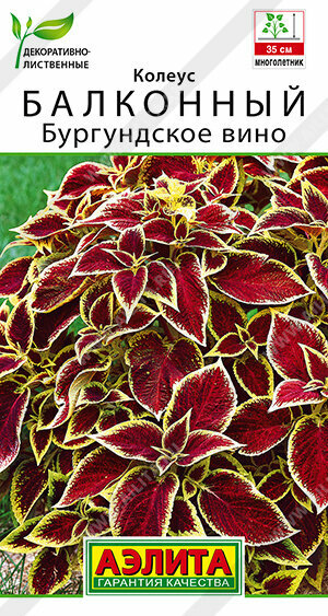 Колеус Аэлита "Балконный Бургундское Вино", многолетник, 5 штук