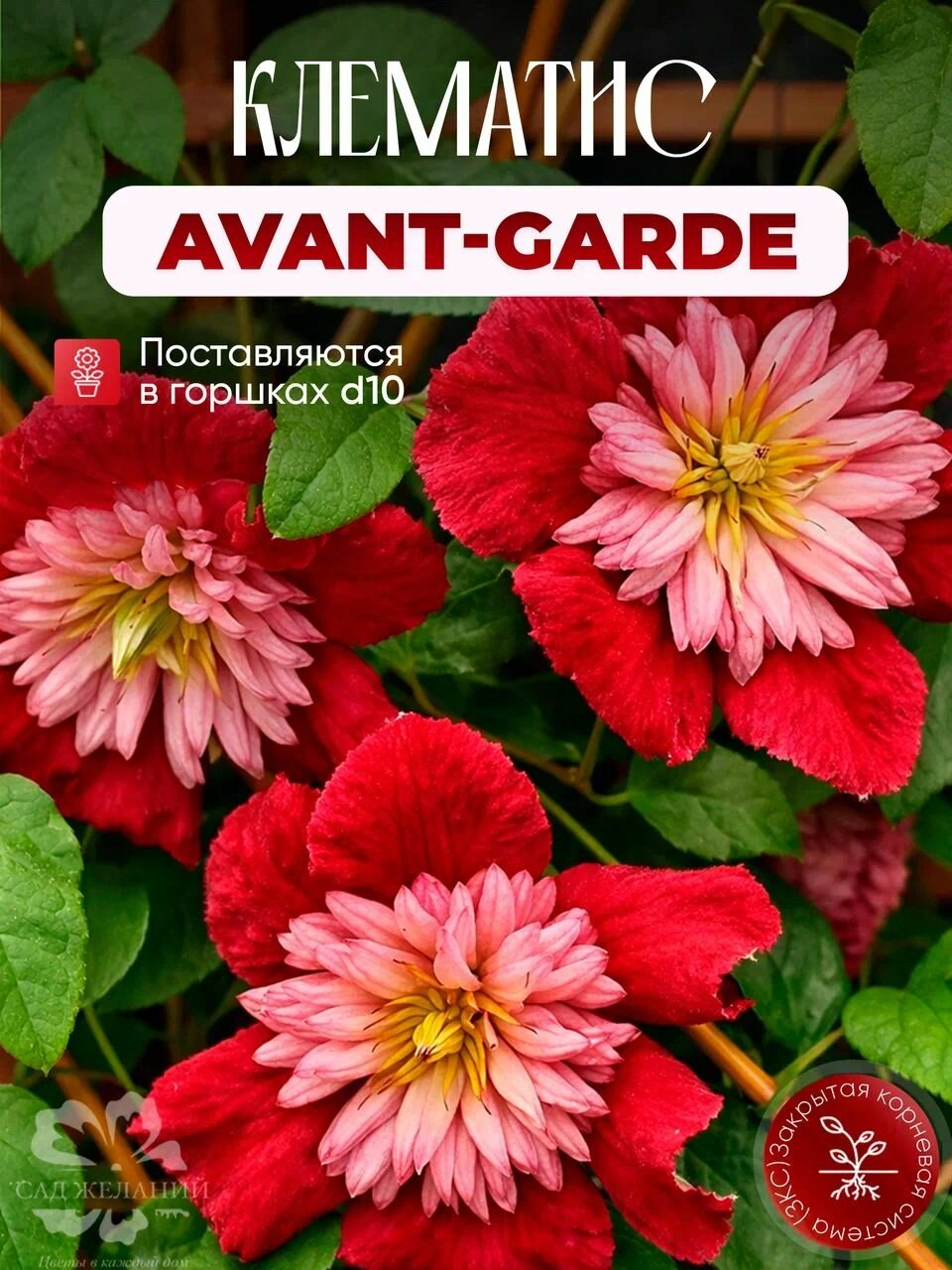 Клематис махровый Avant-Guard в горшке D10